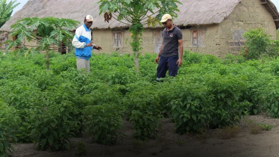 Ambatovy supports producers in Moramanga