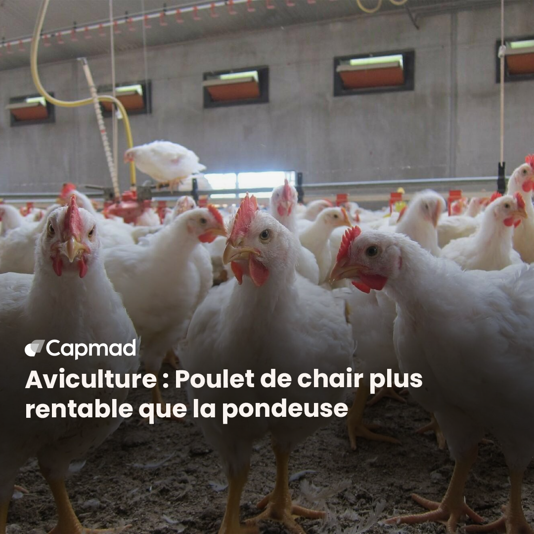 Aviculture : Poulet de chair plus rentable que la pondeuse