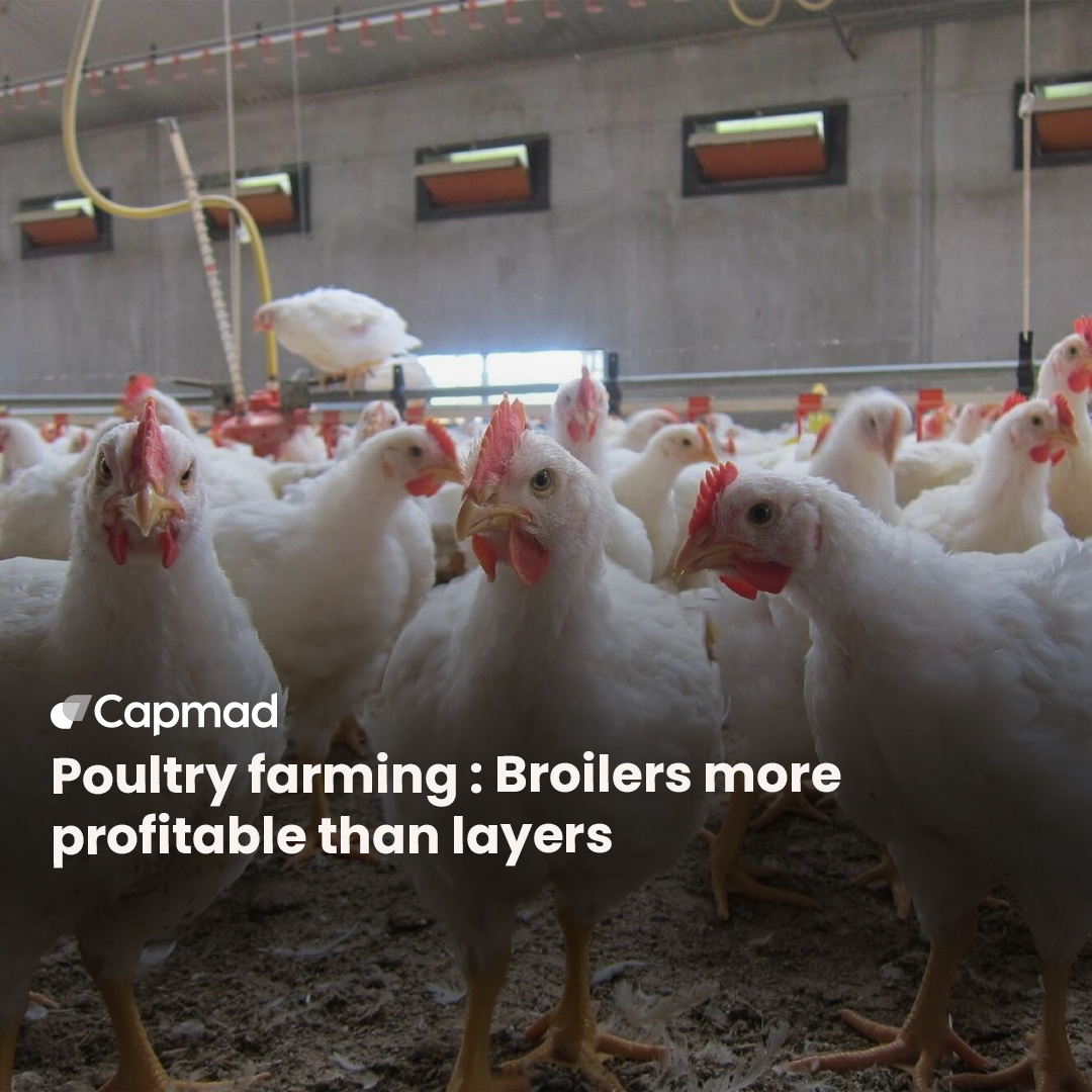 Poultry farming : Broilers more profitable than layers