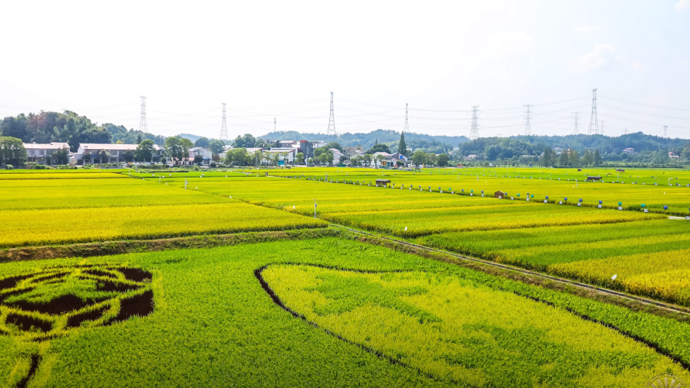 Madagascar turns to hybrid rice cultivation