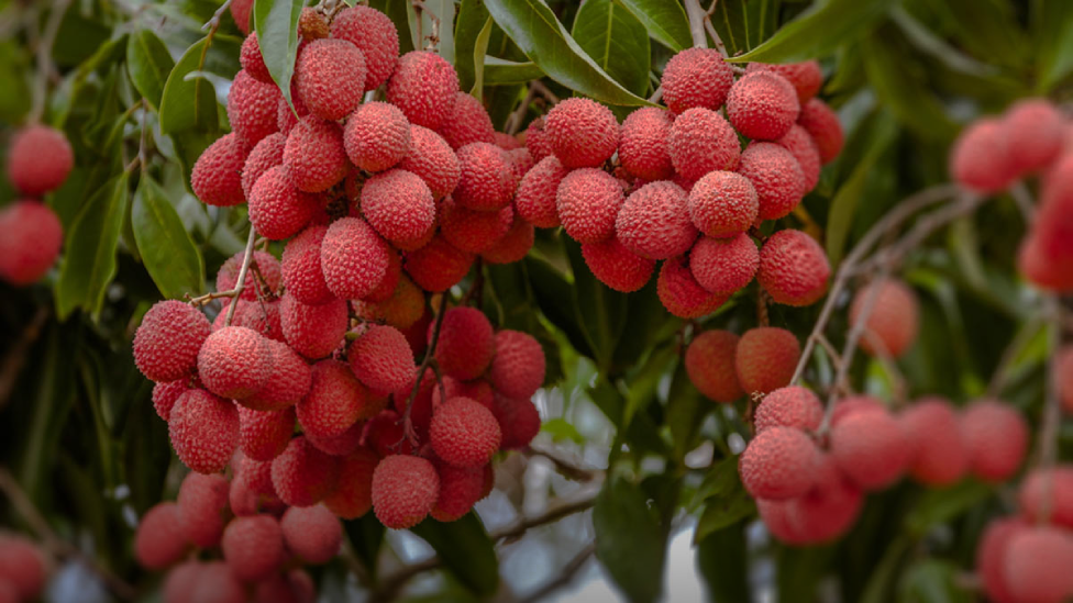 Lychee Harvest : 50 % Drop Expected for 2024-2025 Production