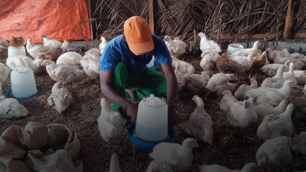 Poultry Farming : 97 % Success Rate
